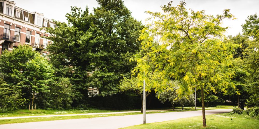 How thirsty are Haarlem trees? | Sensoterra