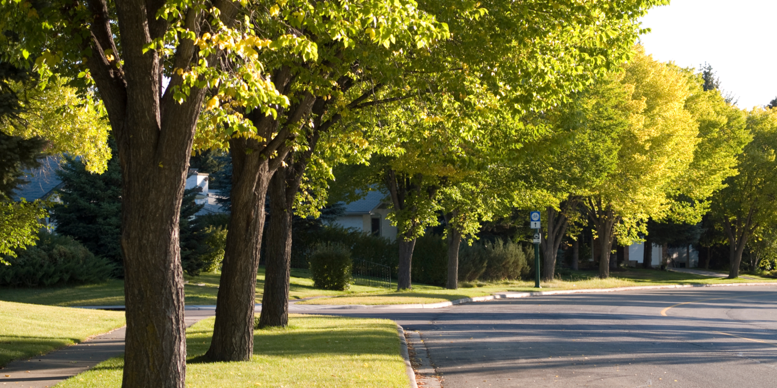 Why trees are so important in smart cities? | Sensoterra